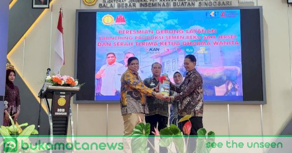 Dongkrak Kualitas Susu Sapi Perah, Kementan Launching Sapi Jersey di ...